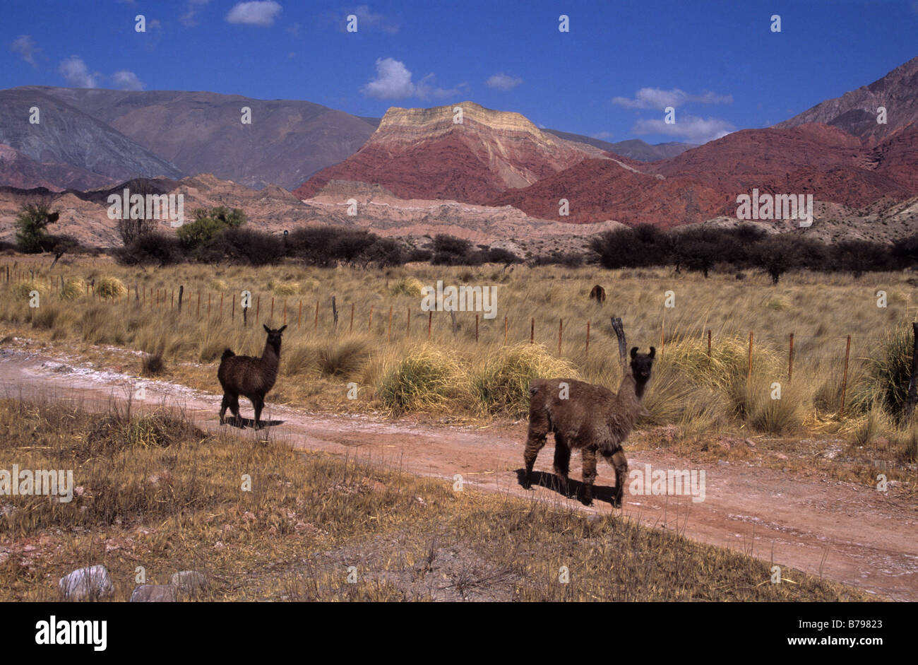 Llamas (Lama glama) walking on track past field of Cortaderia pampas ...