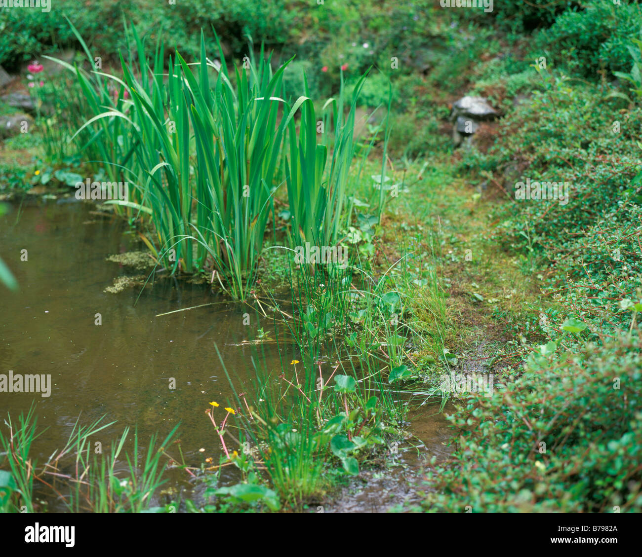 CLAY LINED PONDS HAVE A NATURAL LOOKING EDGE Stock Photo - Alamy