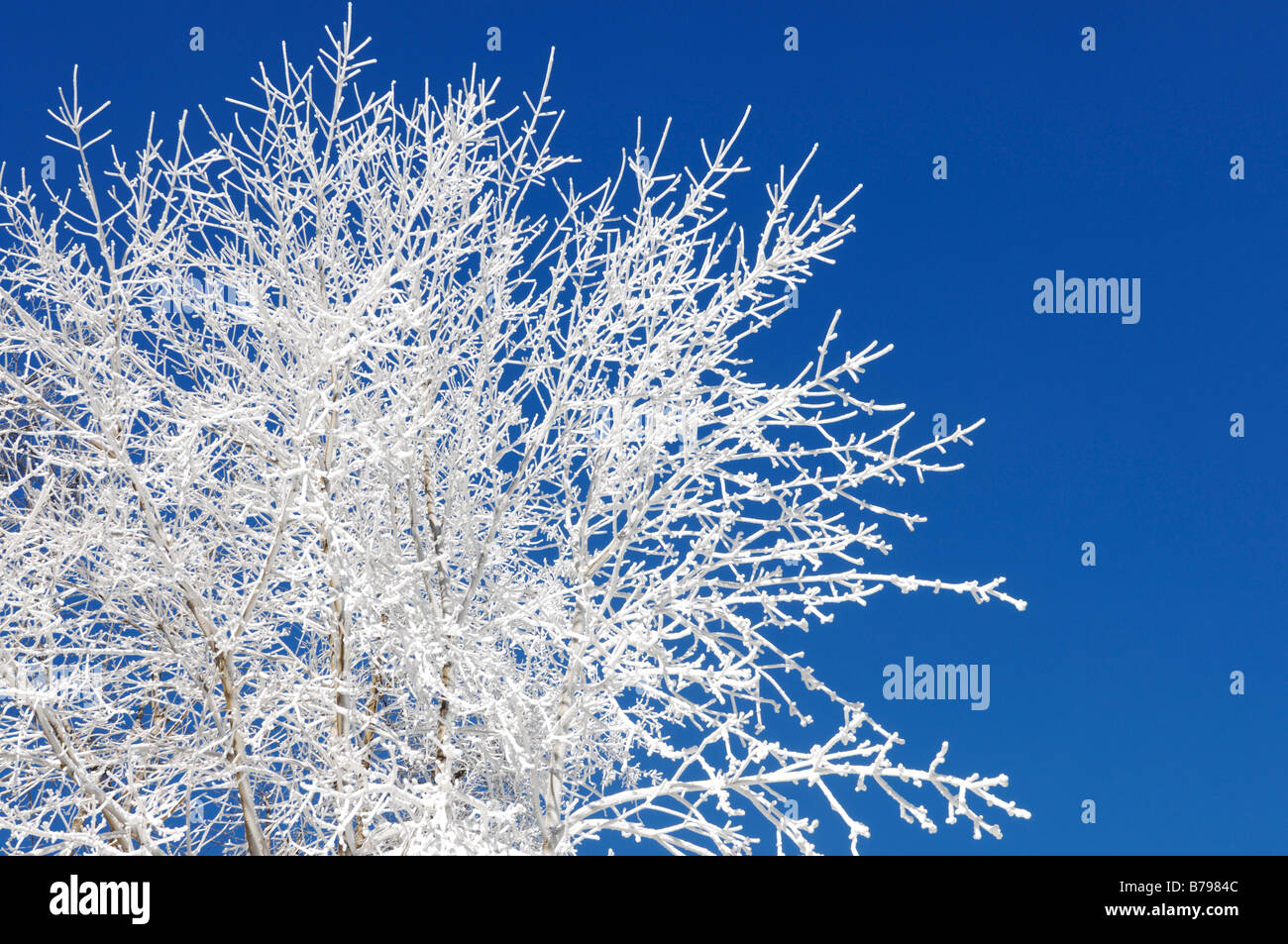 Ice coated tree branches hi-res stock photography and images - Alamy