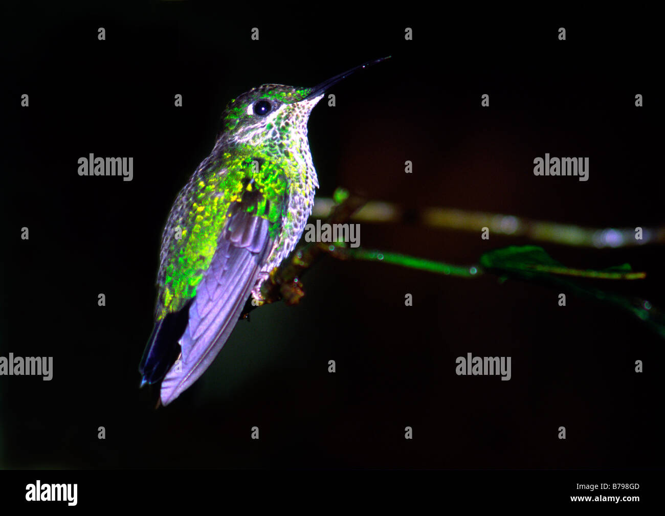 green-crowned brilliant hummingbird in costa rica Stock Photo - Alamy