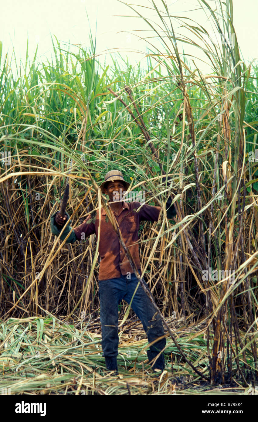 Brazil sugar cane hi-res stock photography and images - Alamy