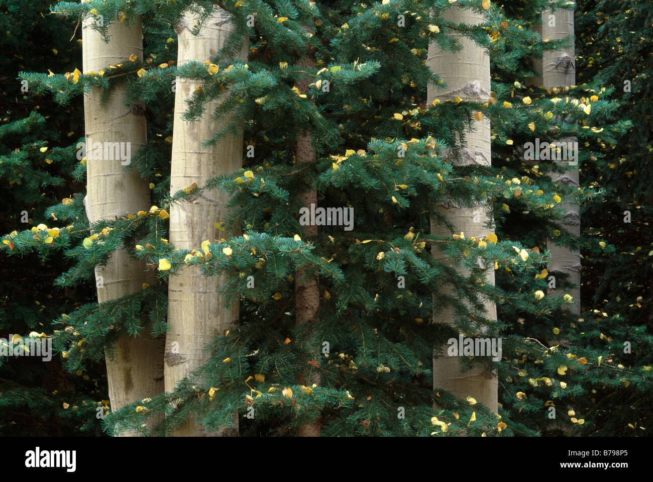 Aspen and Fir Stock Photo - Alamy