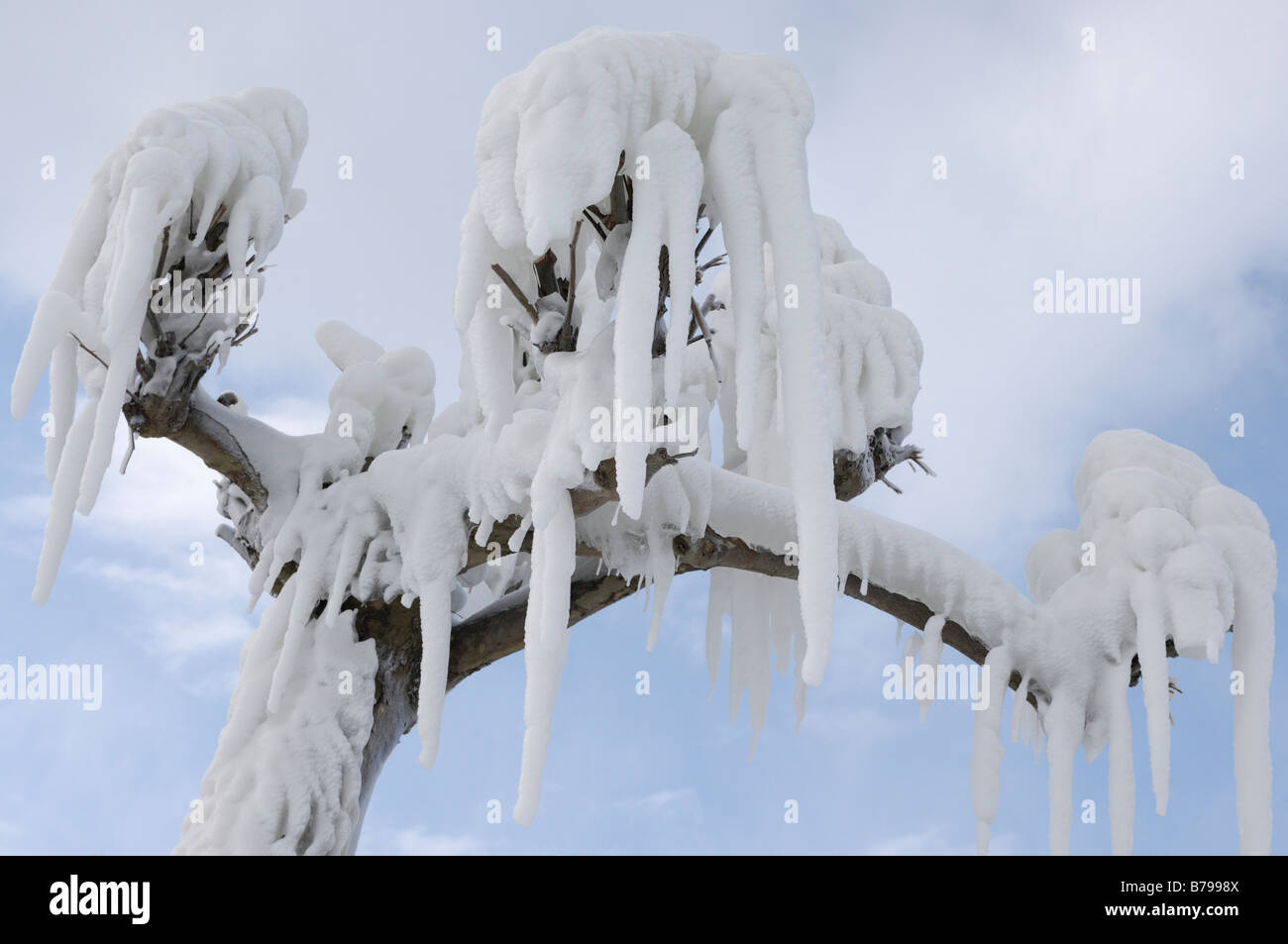 Lone frozen trees hi-res stock photography and images - Alamy