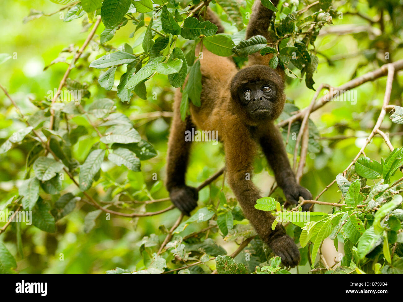 Lagothrix poeppigii hi-res stock photography and images - Alamy