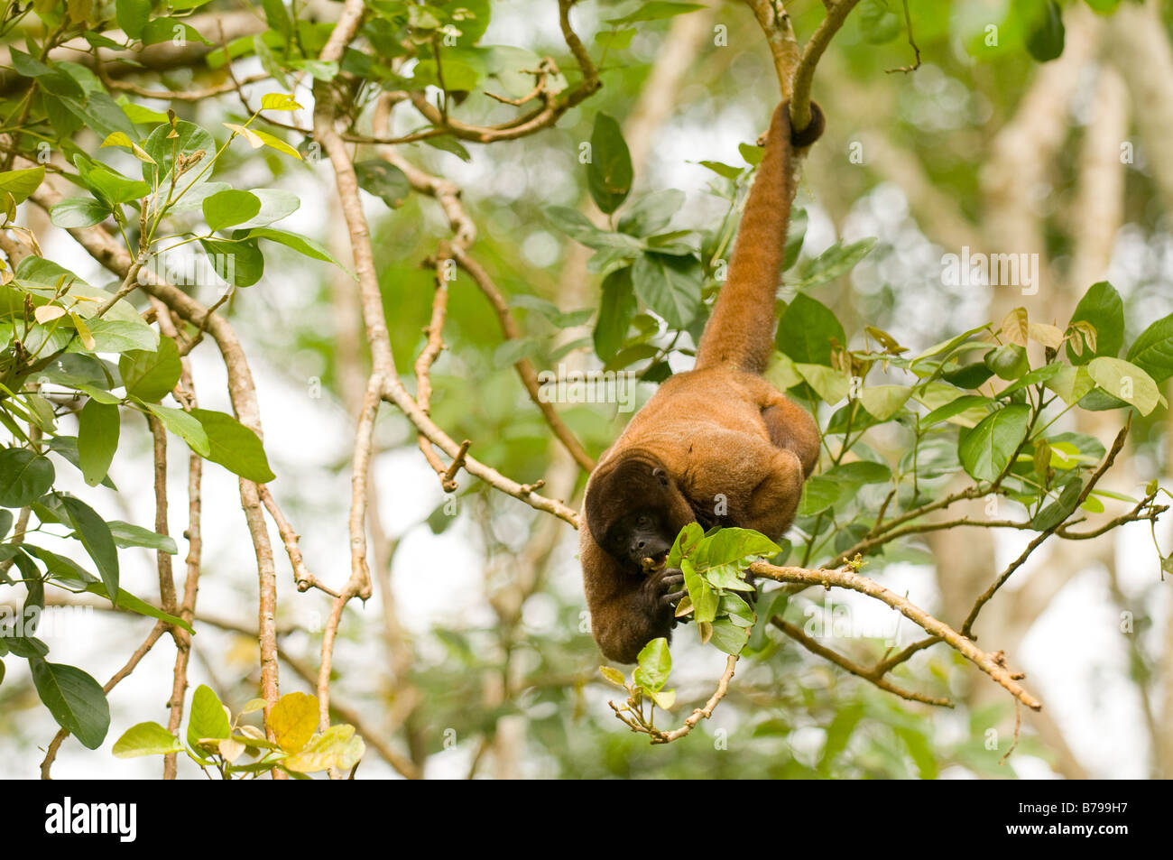 Lagothrix poeppigii hi-res stock photography and images - Alamy
