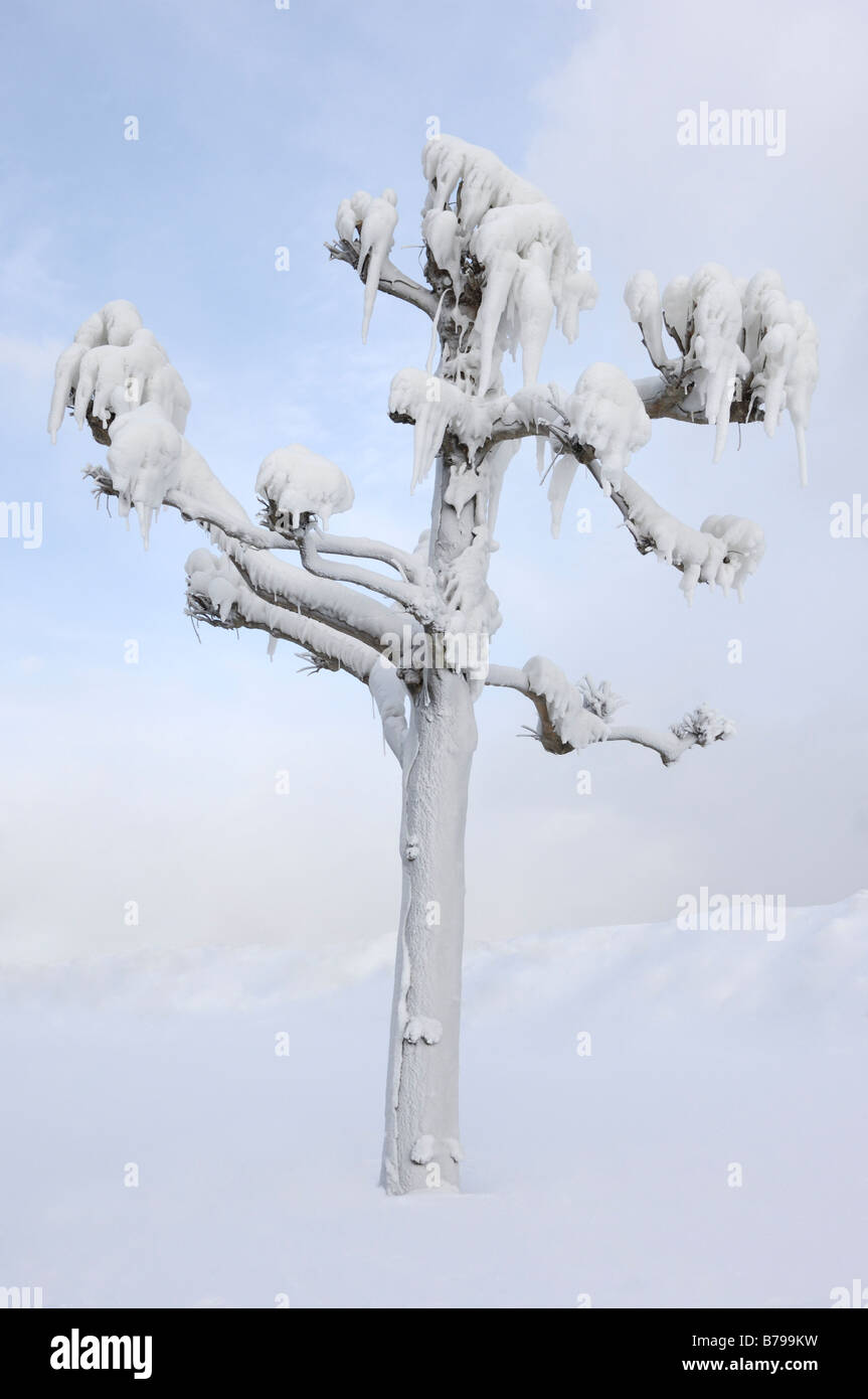 The fable tree hi-res stock photography and images - Alamy