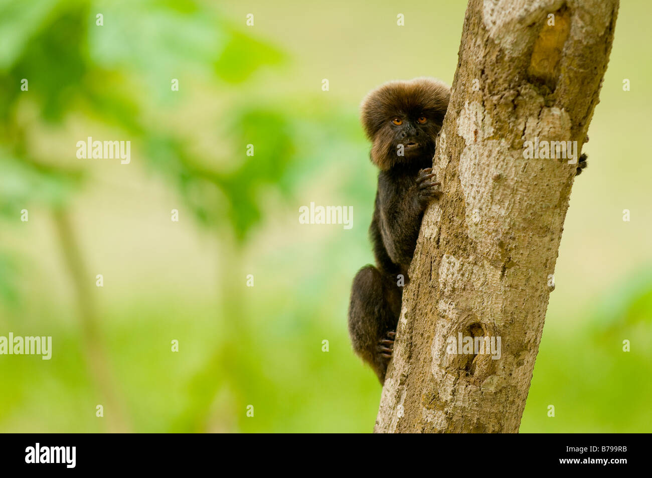 Callimico High Resolution Stock Photography and Images - Alamy