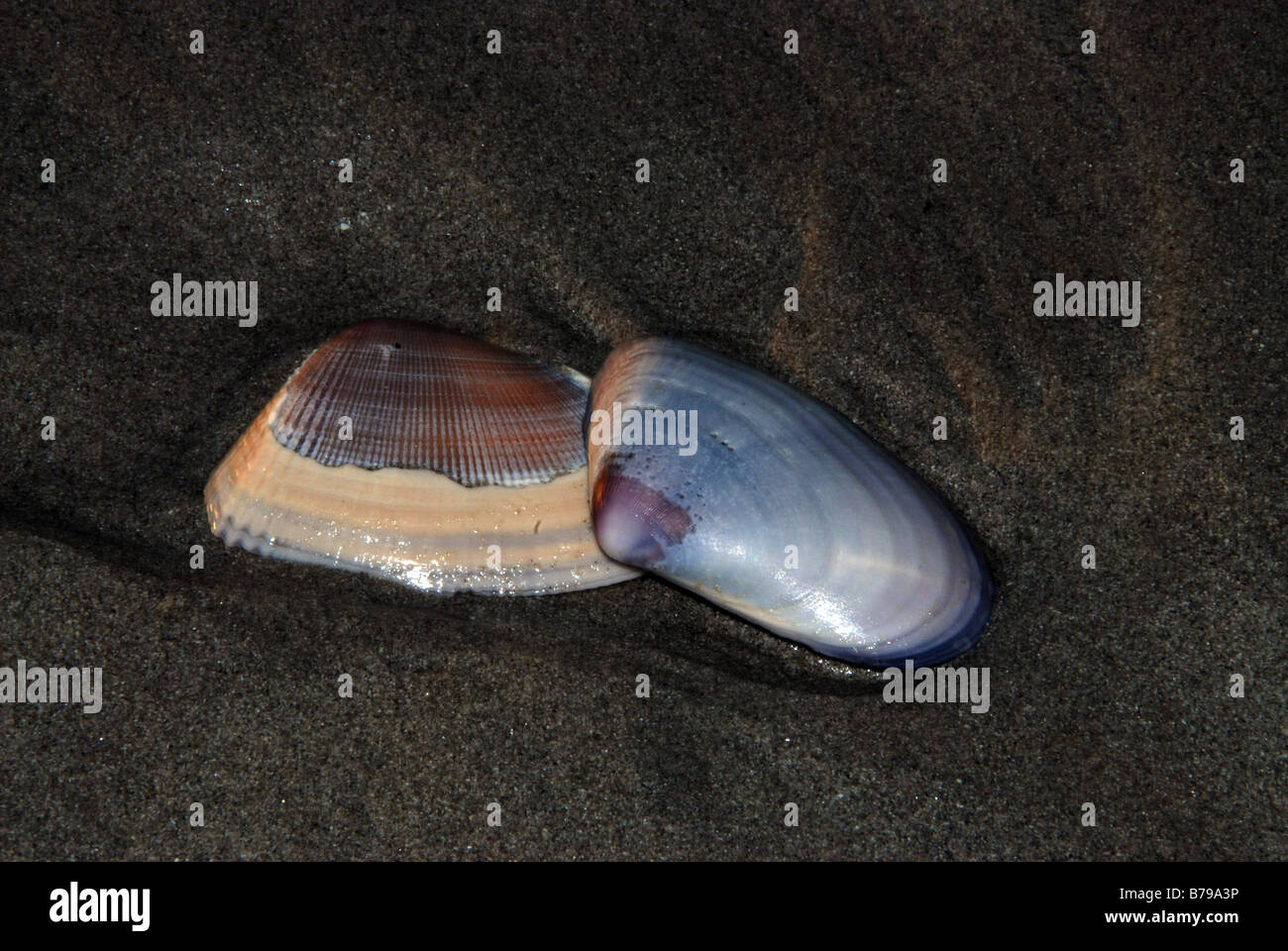 Shells on the beach Stock Photo - Alamy