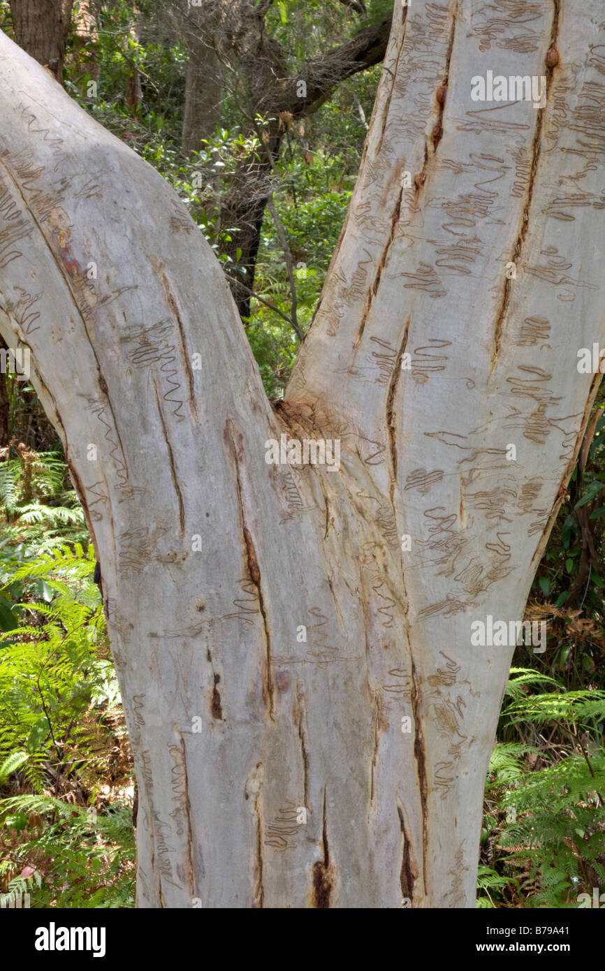 Scribbly gum (Eucalyptus haemastoma) with tunnels made by the larvae of ...