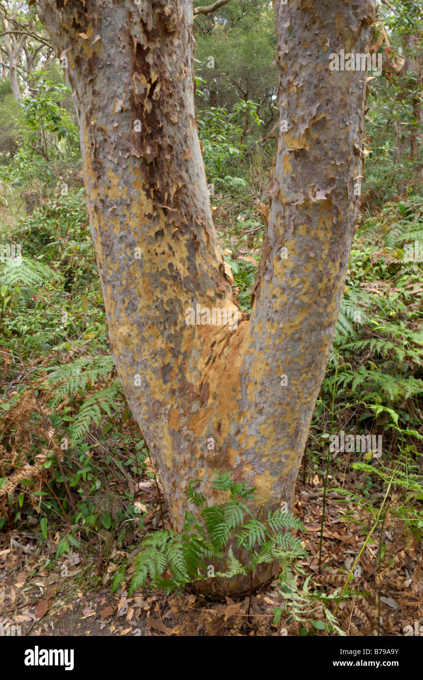 Sydney red gum tree hi-res stock photography and images - Alamy