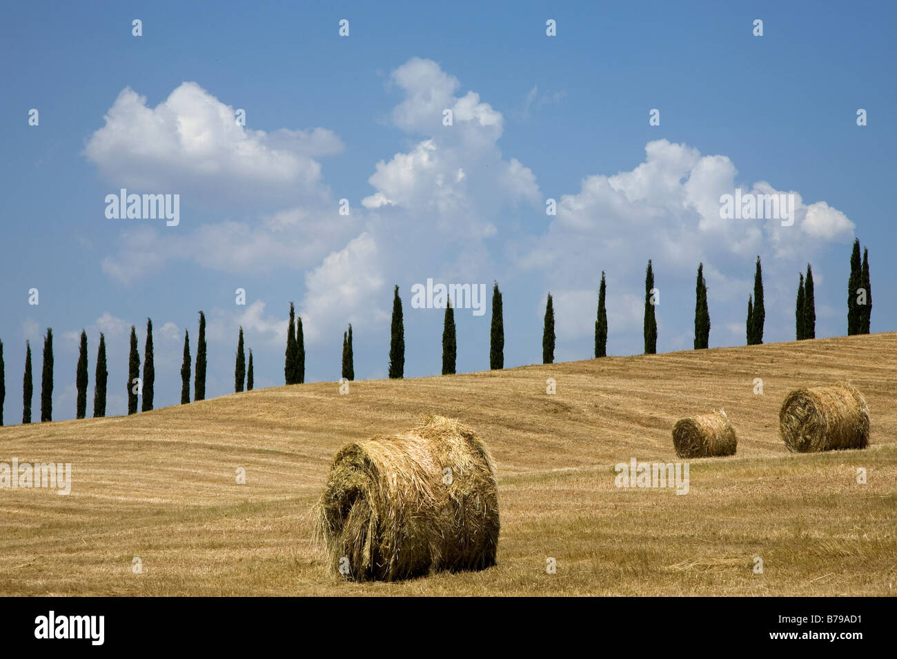 Italian agriculutural landscapes, tree lined field of summer farmland ...