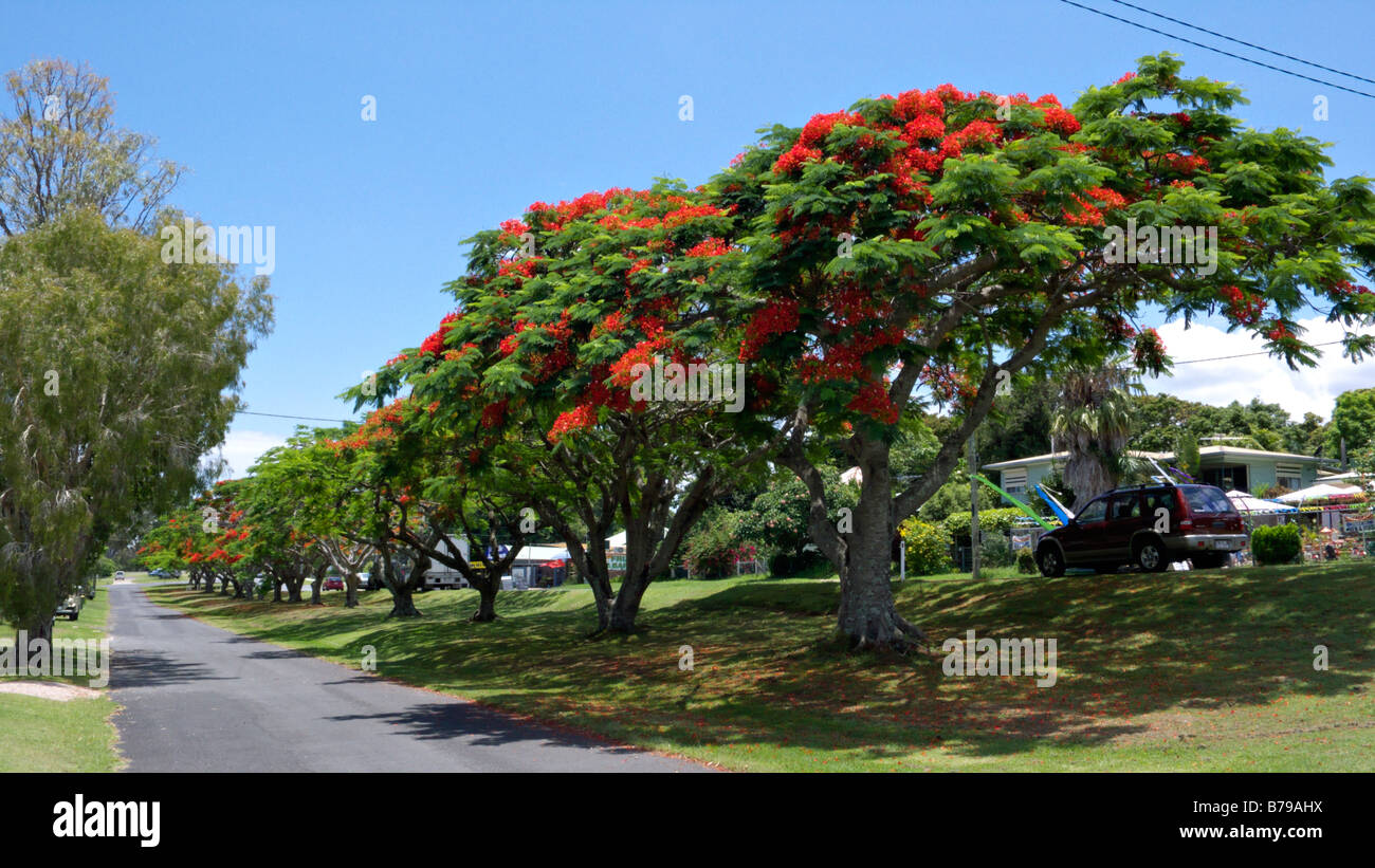 Flamboyant (Delonix regia), Dunwich, North Stradbroke Island, Australia ...