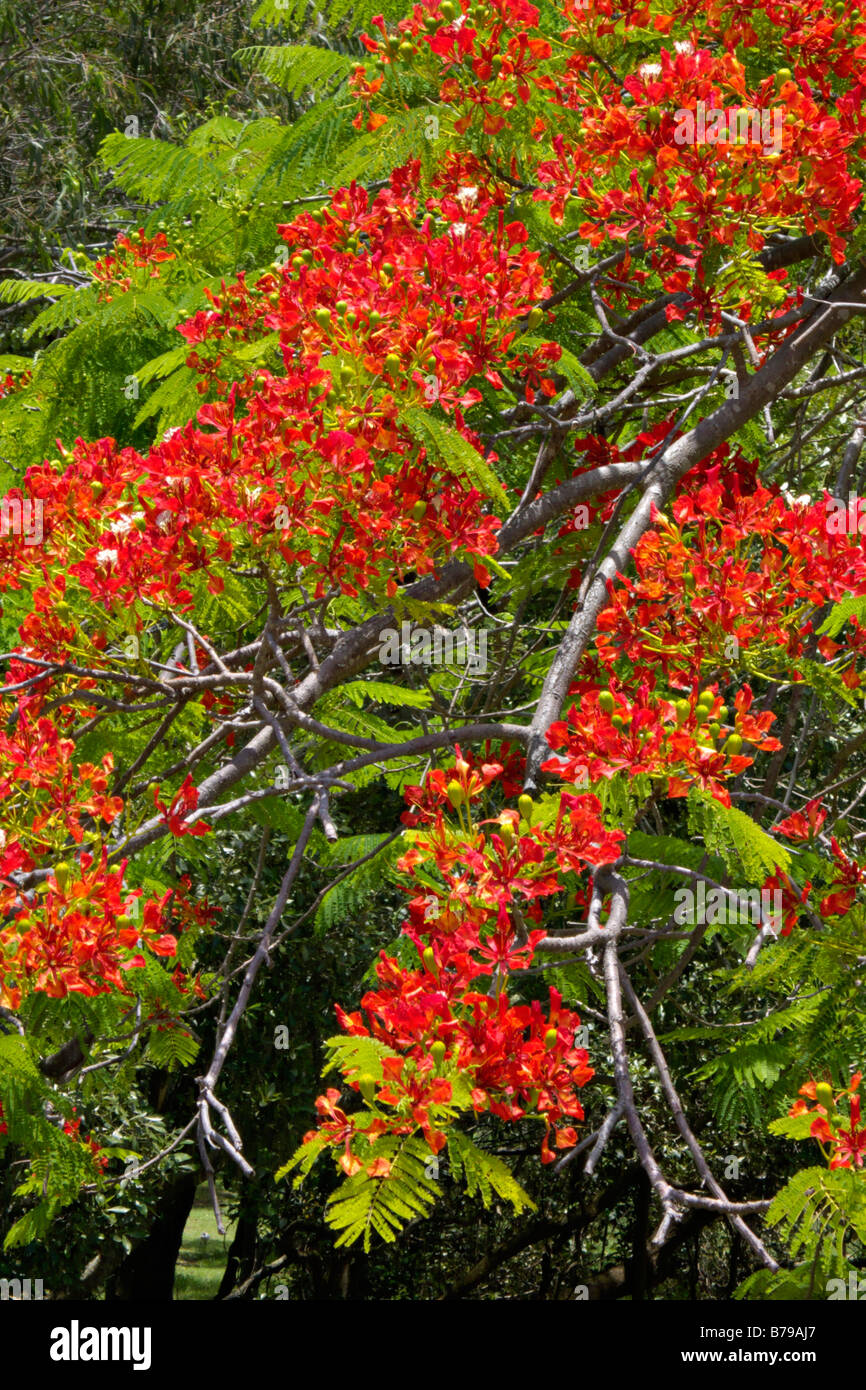 Delonix regia hi-res stock photography and images - Alamy