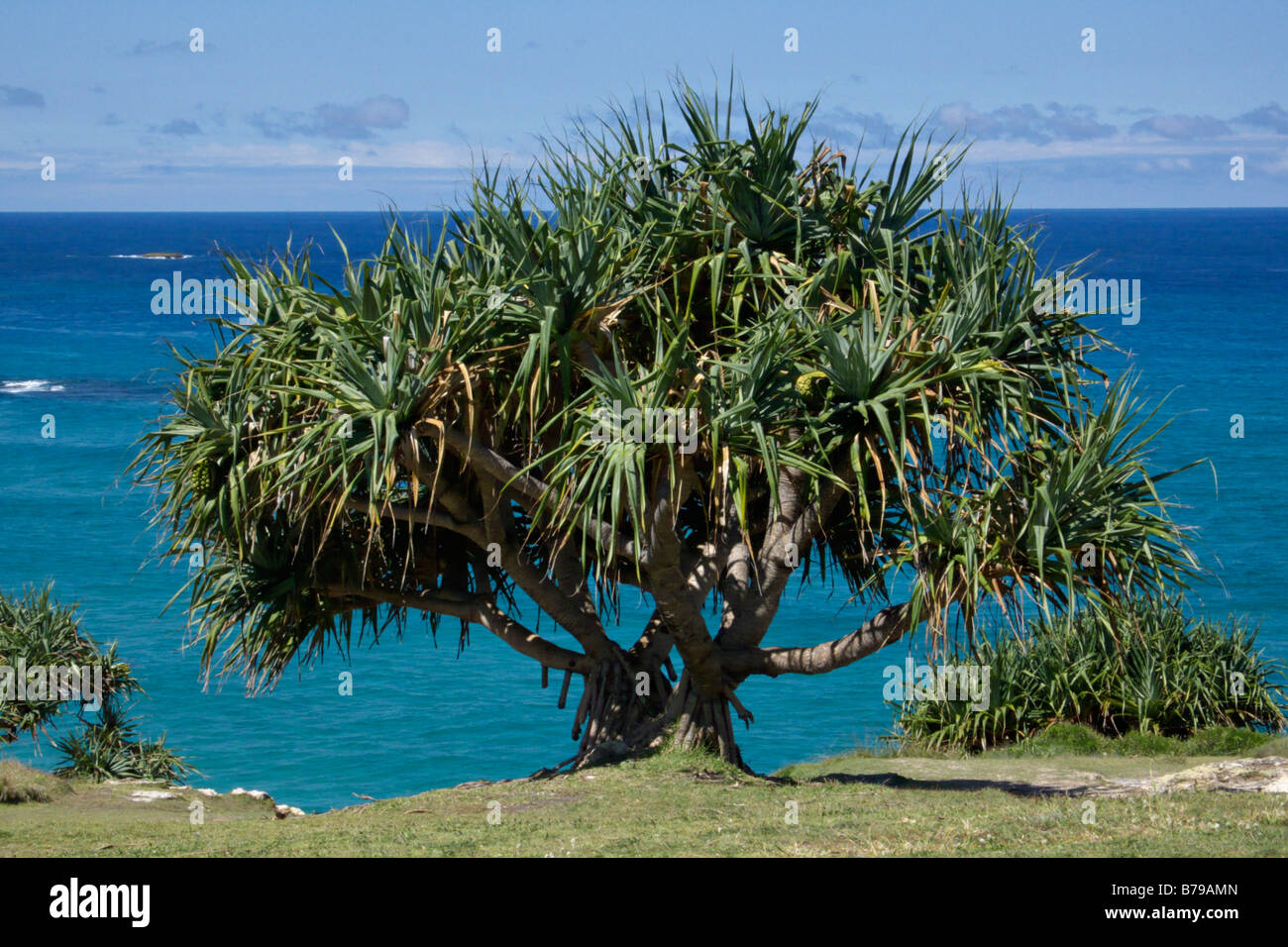 Thatch screw pine (Pandanus tectorius), Point Lookout, North Stradbroke ...
