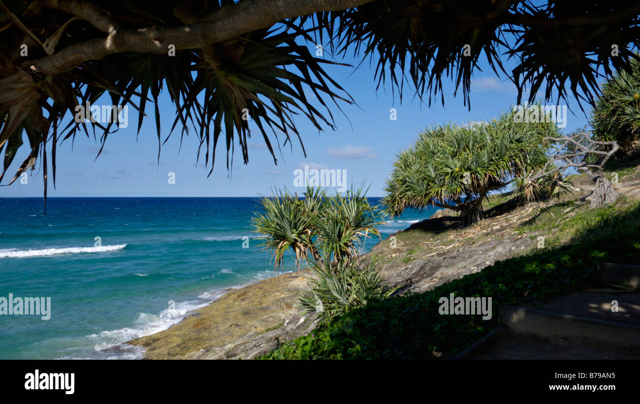 Thatch screw pine (Pandanus tectorius), Point Lookout, North Stradbroke ...