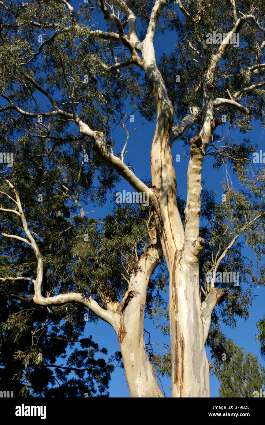 Red river gum (Eucalyptus camaldulensis Stock Photo - Alamy