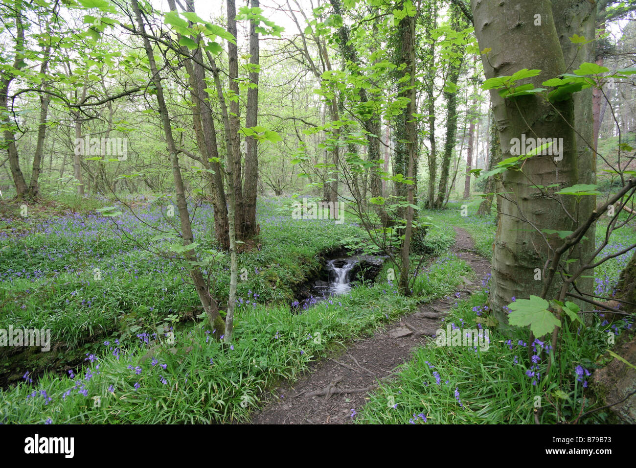 Bluebell wood sunshine through trees hi-res stock photography and ...