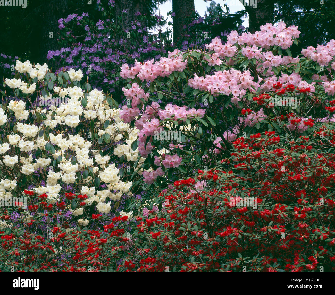 Inveraray rhododendron hi-res stock photography and images - Alamy