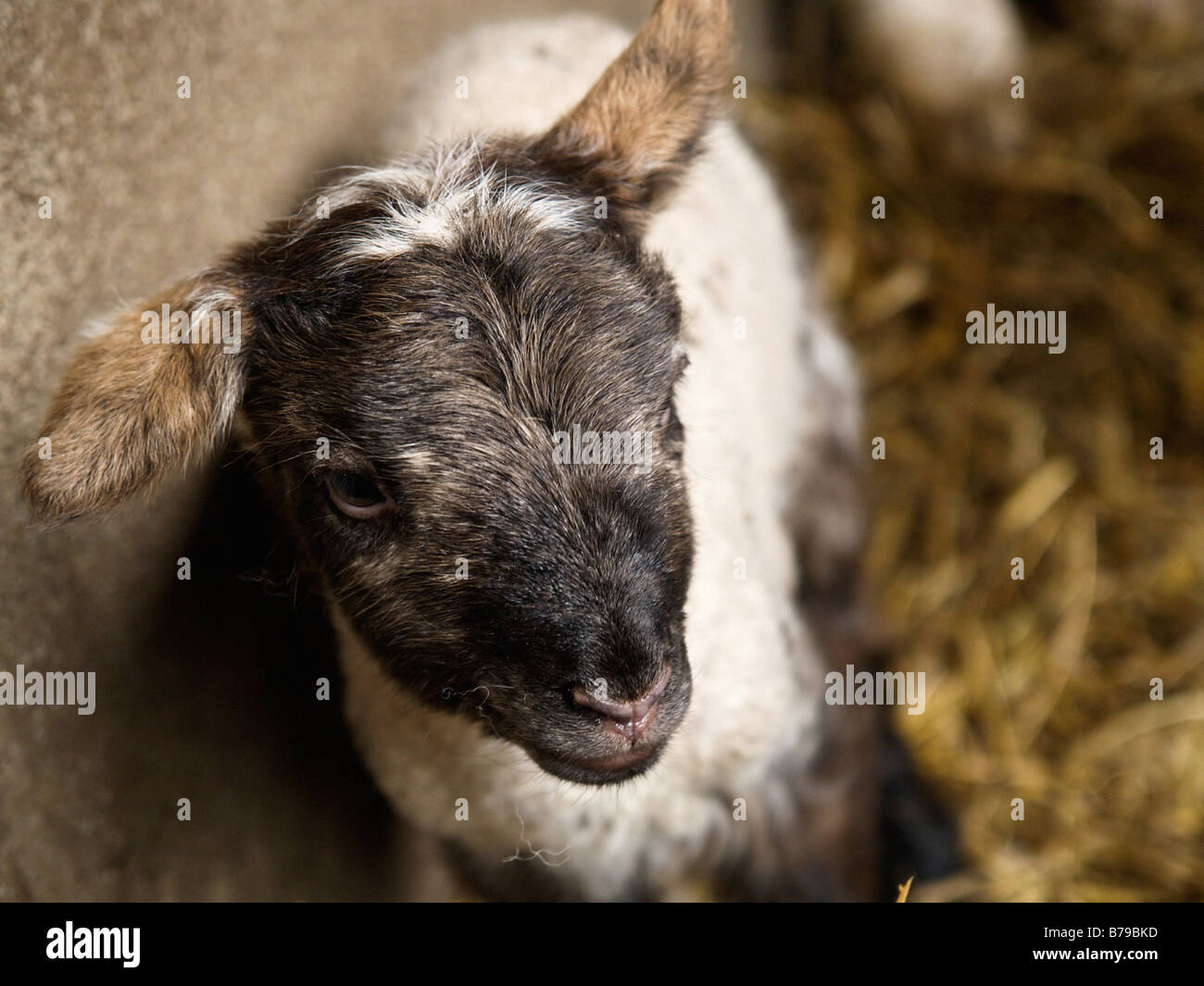 Sheep lamb lambs hay hi-res stock photography and images - Alamy