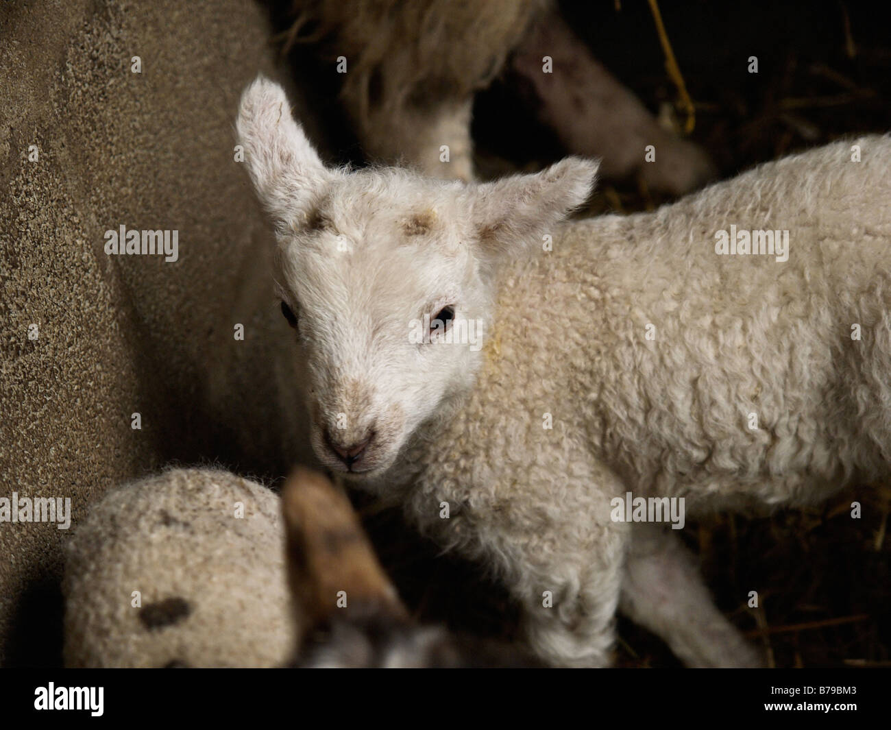 Sheep lamb lambs hay hi-res stock photography and images - Alamy