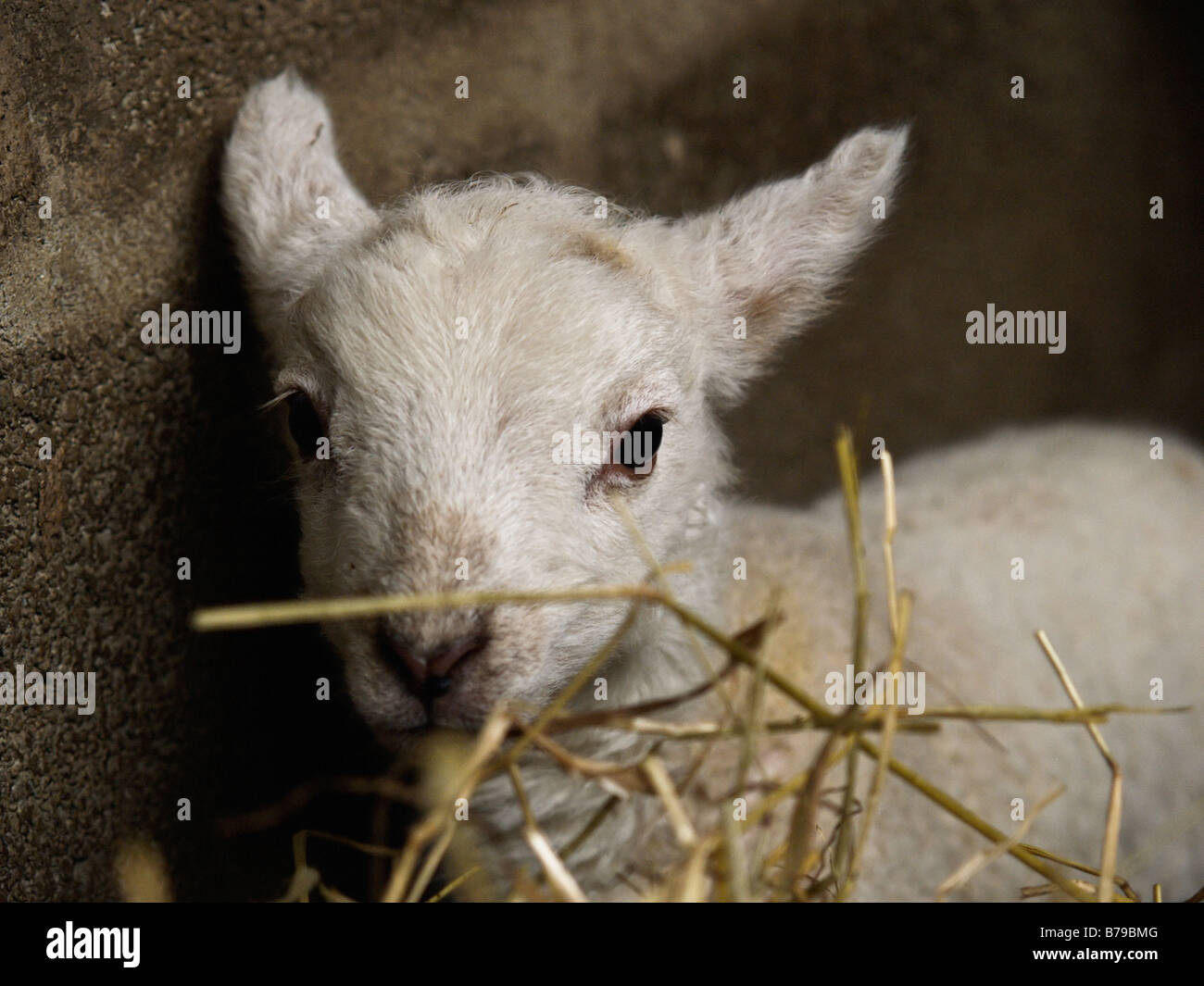 Sheep lamb lambs hay hi-res stock photography and images - Alamy