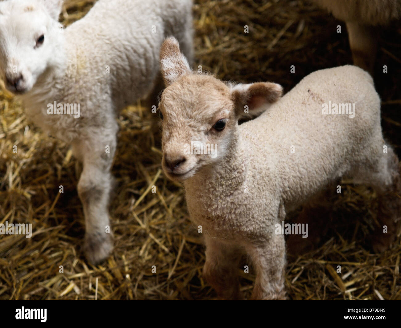 Sheep lamb lambs hay hi-res stock photography and images - Alamy