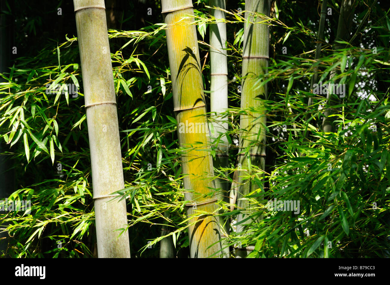 Japanese Garden Bamboo Trees Stock Photo - Alamy