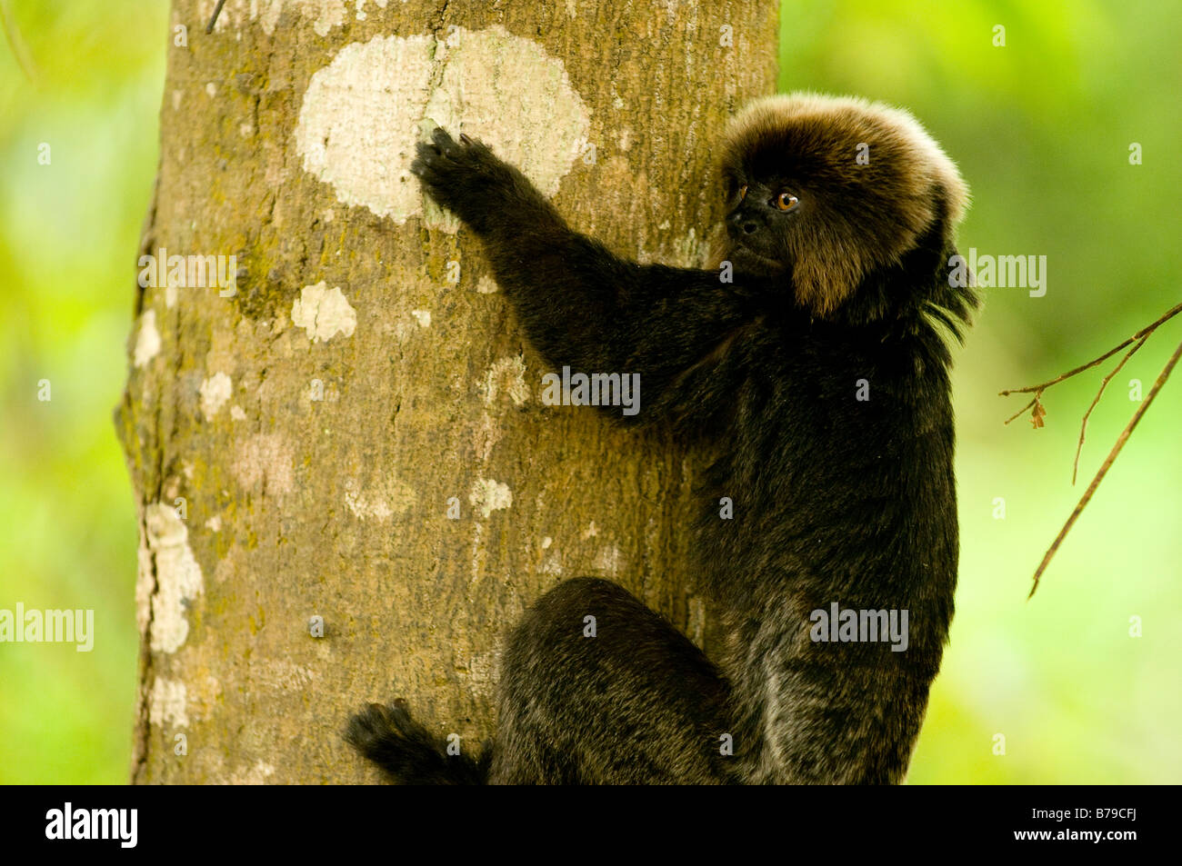 Callimico High Resolution Stock Photography and Images - Alamy