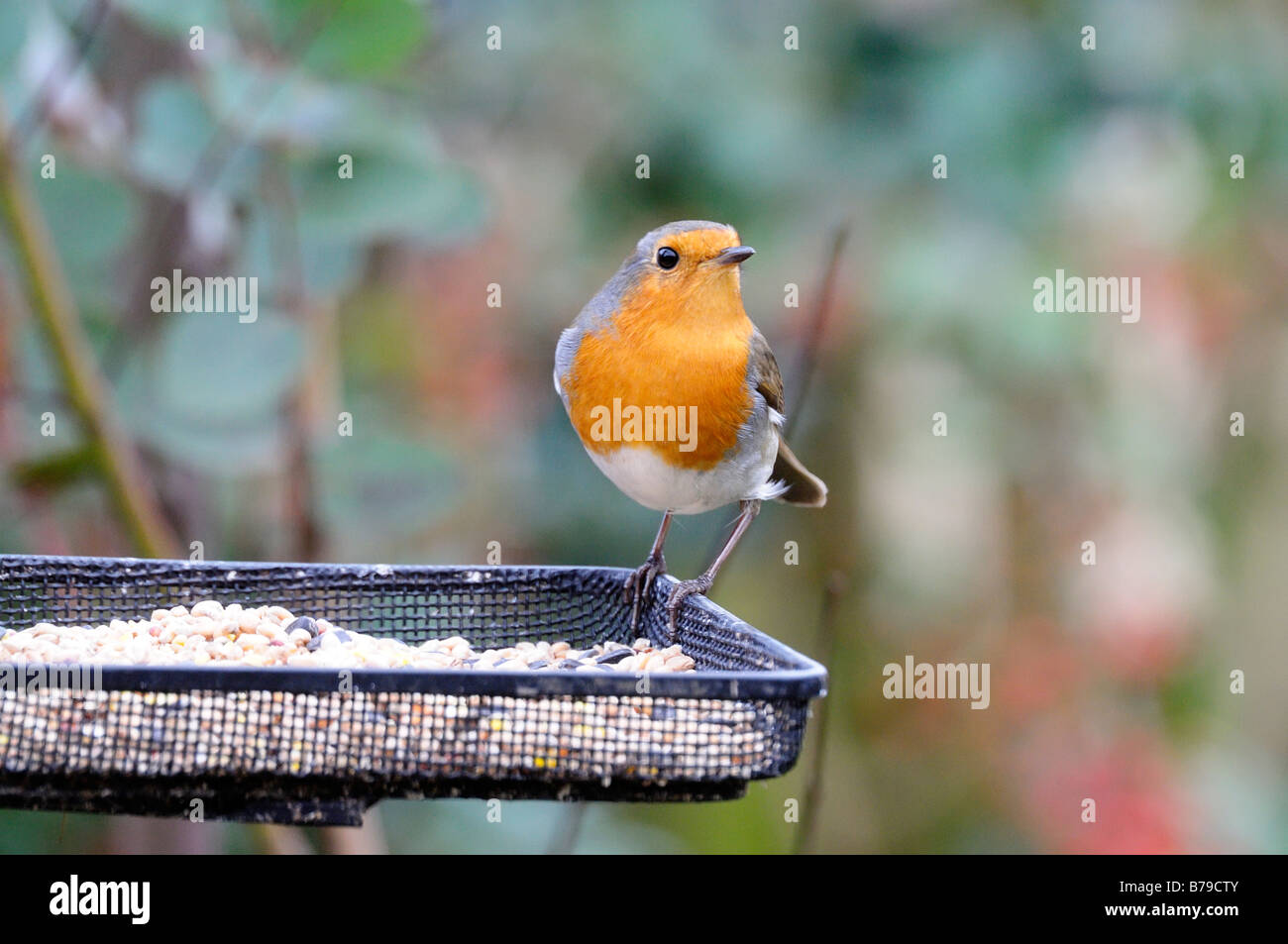 Robin ( Erithacus rubecula Stock Photo - Alamy