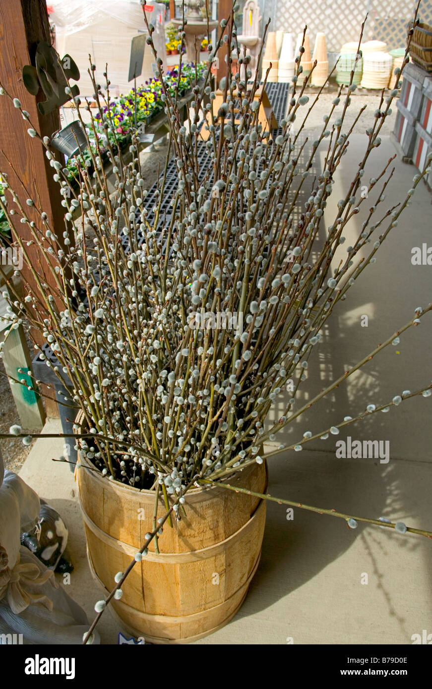 Pussy willow Salix discolor branches in a barrel for sale Stock Photo ...