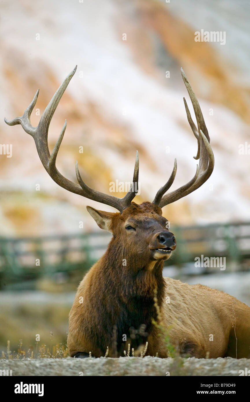 Bull elk resting in front of Palette Springs in Yellowstone National ...
