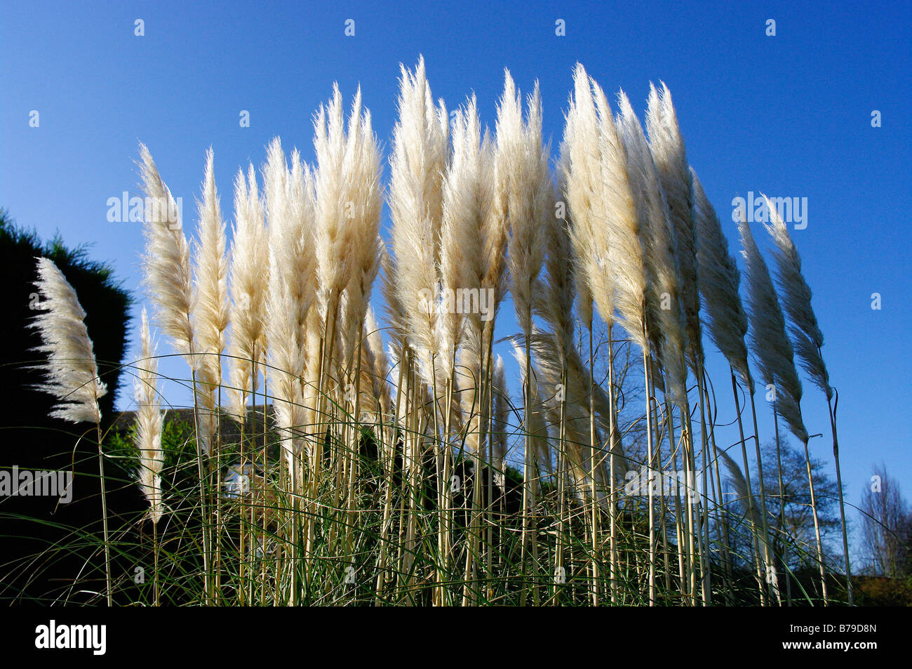 English pampas grass hi-res stock photography and images - Alamy