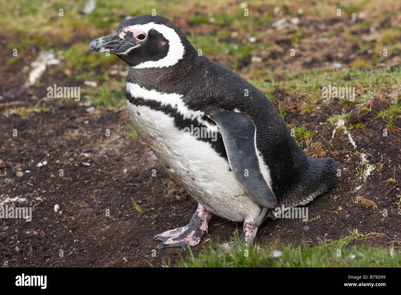 Magellanic Penguin Spheniscus magellanicus Pebble Island Falklands ...