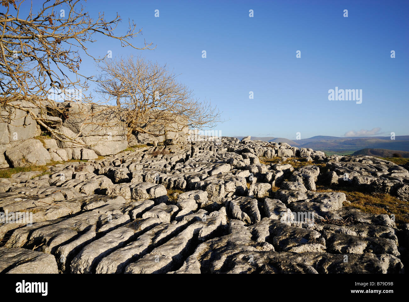 Limestone pavement tree hi-res stock photography and images - Alamy