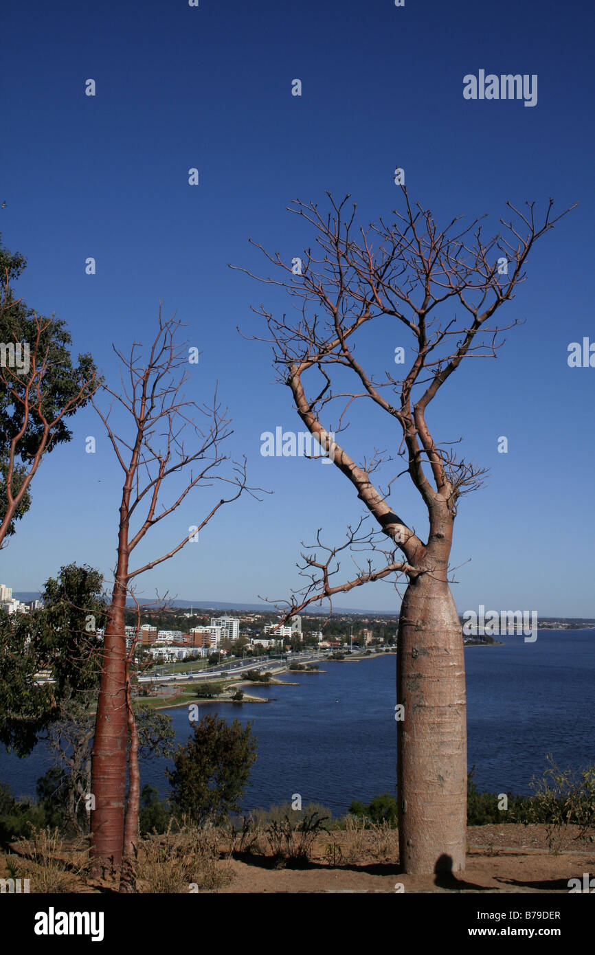 Dead rat tree hi-res stock photography and images - Alamy