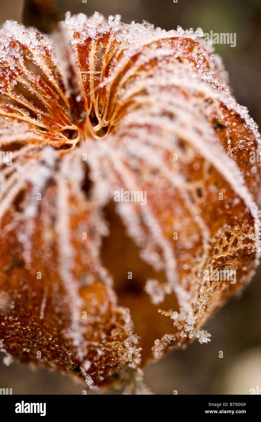 Frozen lantern hi-res stock photography and images - Alamy