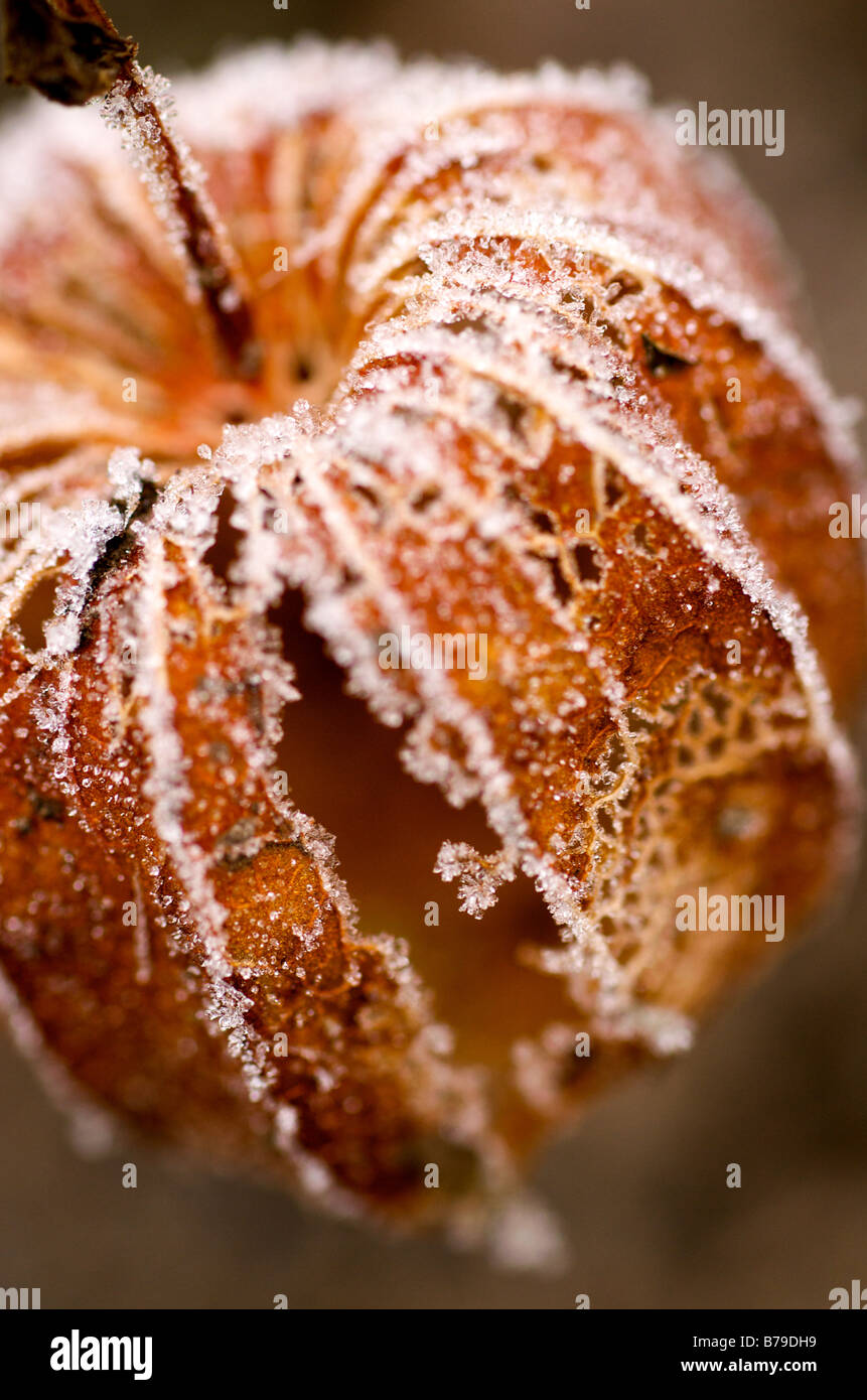 A Macro/ Close Up Of A Frozen Chinese Lantern (Physalis alkekengi) In A ...