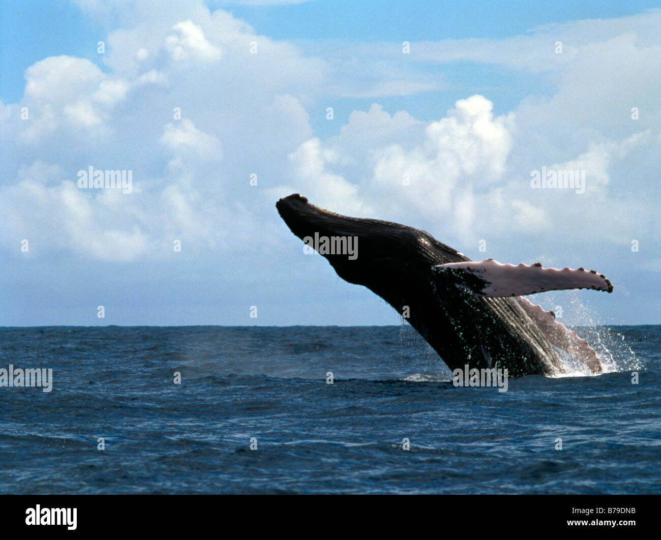 humpback whale breaching Stock Photo - Alamy