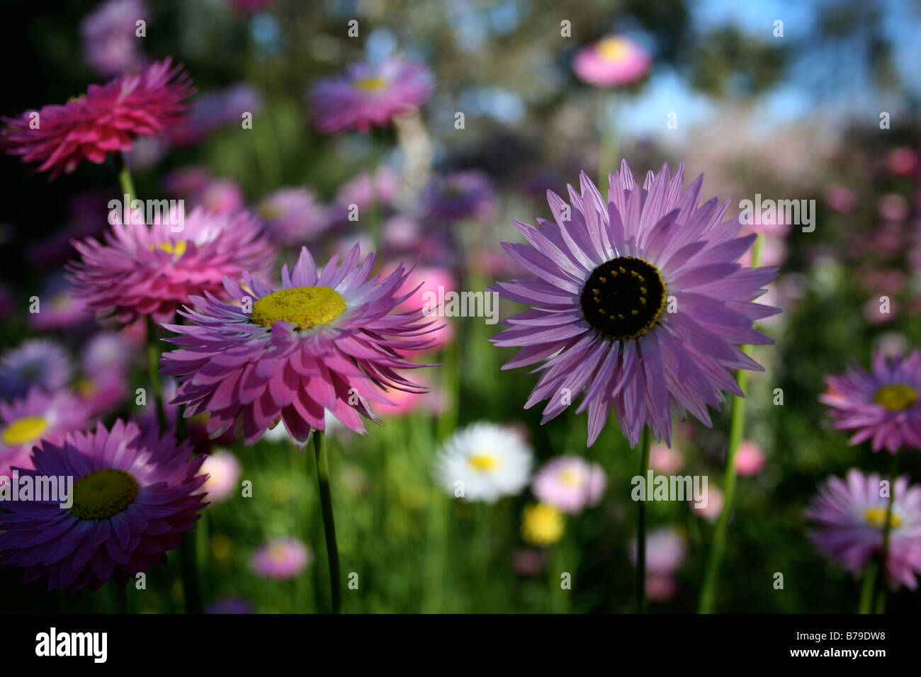 The Common Everlasting or Paper Daisy Stock Photo - Alamy