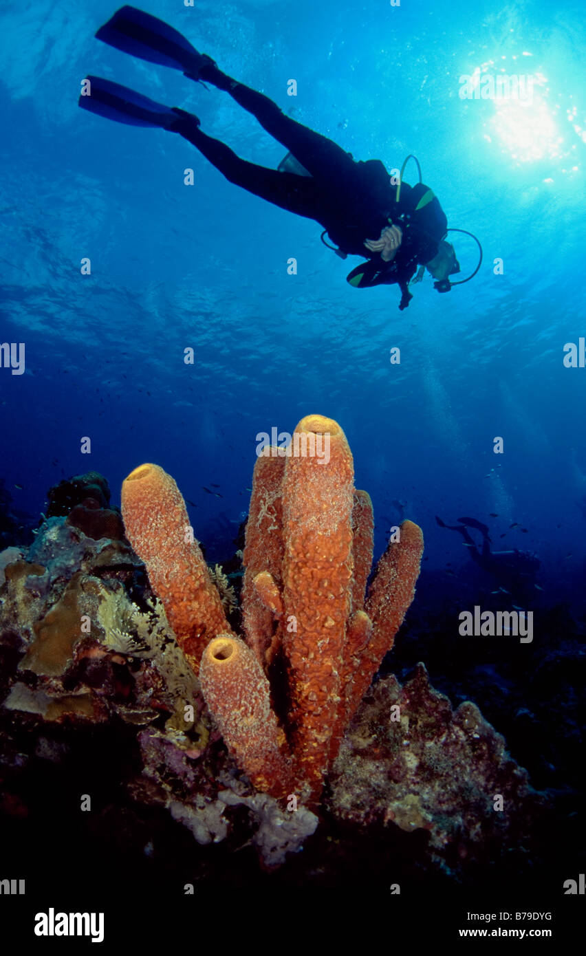 Diver and orange tube sponge caribbean Stock Photo - Alamy