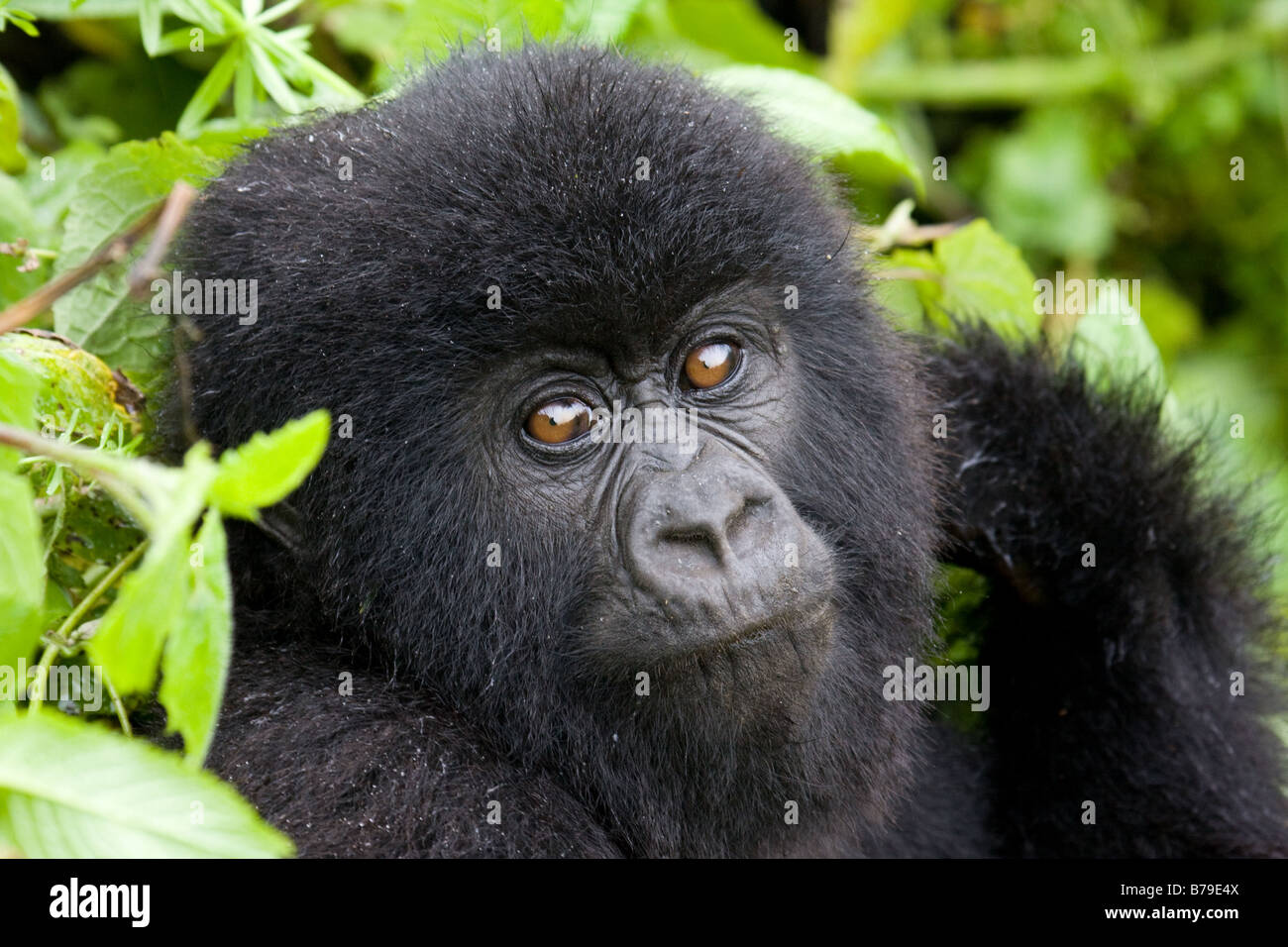 Tourists see a mountain gorilla hi-res stock photography and images - Alamy