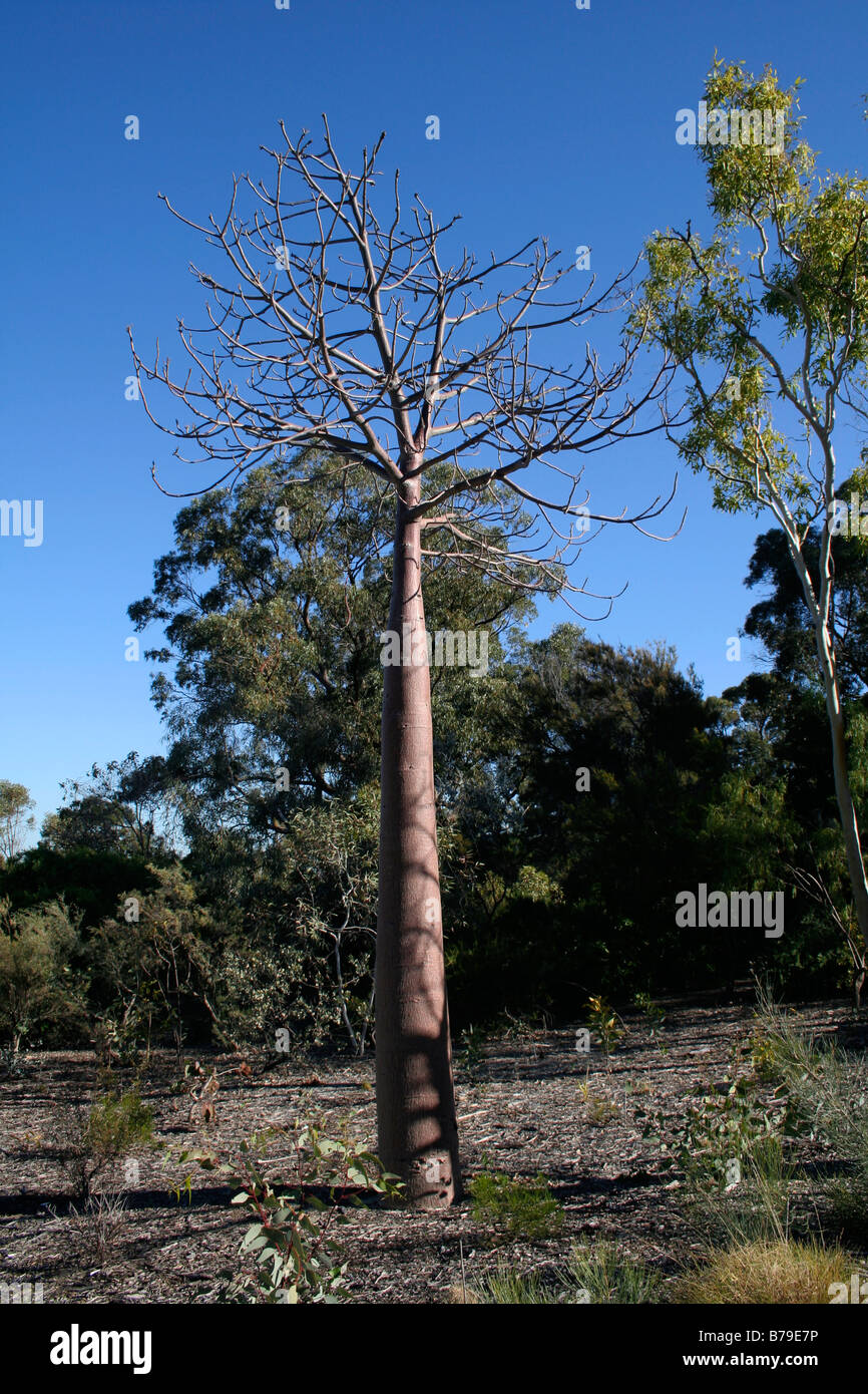 Small Boab Tree Stock Photo - Alamy