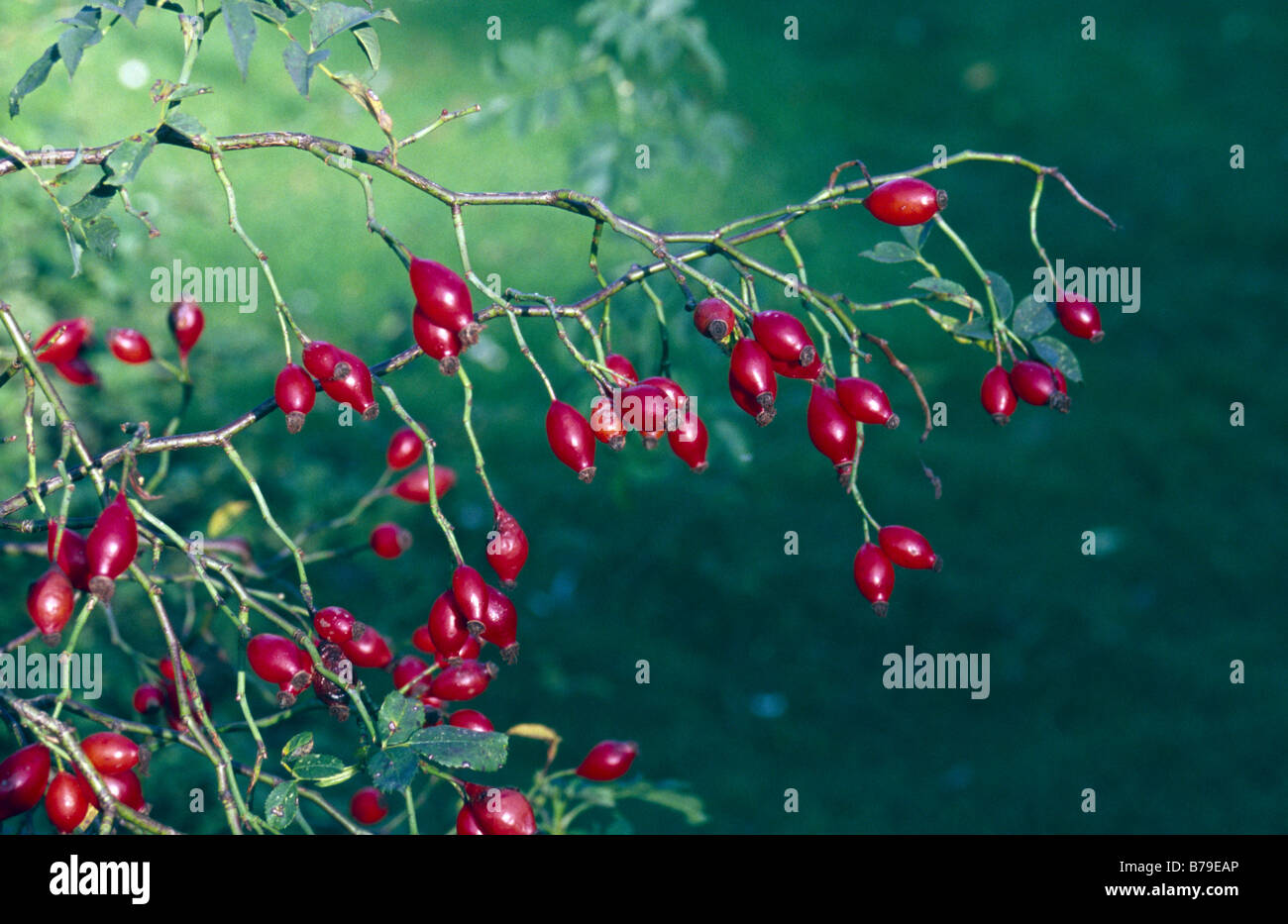 Rosa kew gardens hi-res stock photography and images - Alamy