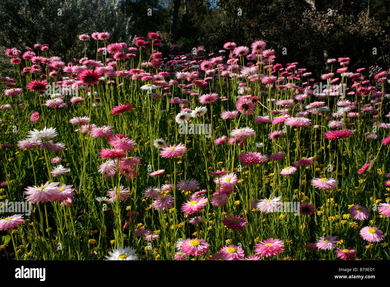 (paper or everlasting) (daisy) hi-res stock photography and images - Alamy
