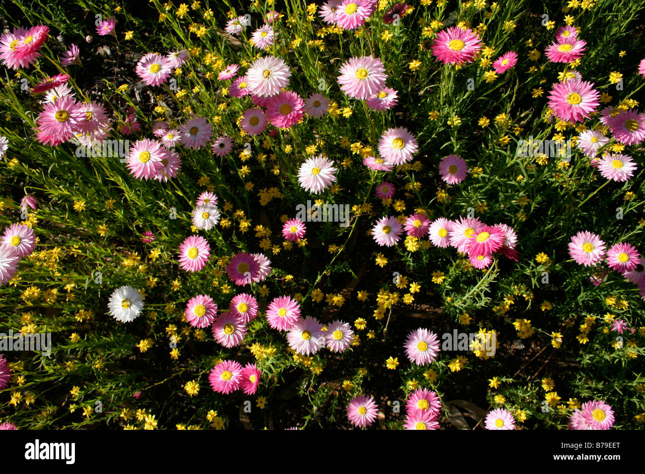 The Common Everlasting or Paper Daisy Stock Photo - Alamy