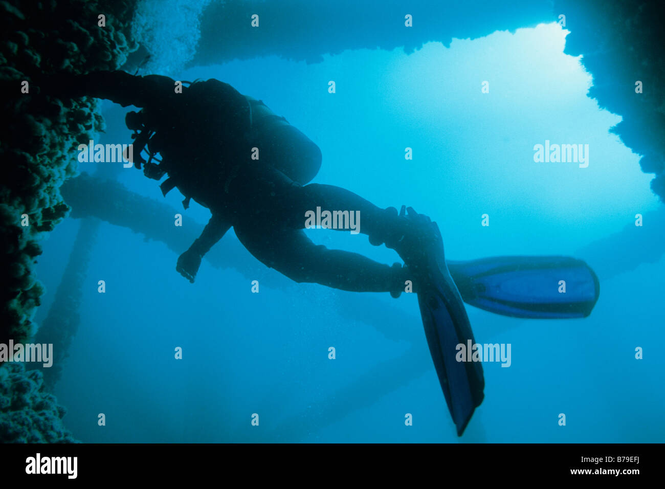 Diver Examining Artificial Reef Formed On The Piling Of Oil Platform diver-examining-artificial-reef-formed-on-the-piling-of-oil-platform