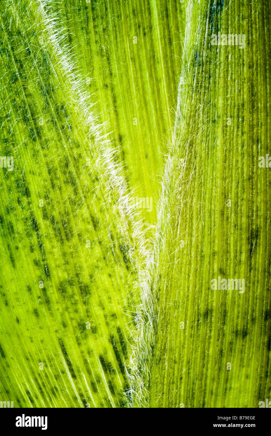 Abstract Close Up Image of the Leaves Surrounding a Corn on the Cob ...