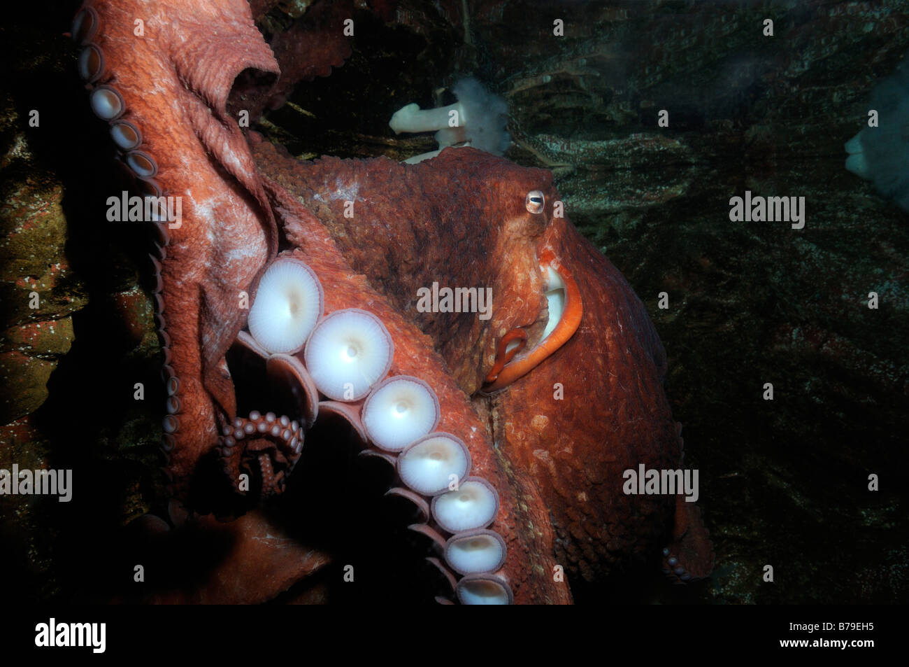 Giant pacific octopus eye hi-res stock photography and images - Alamy