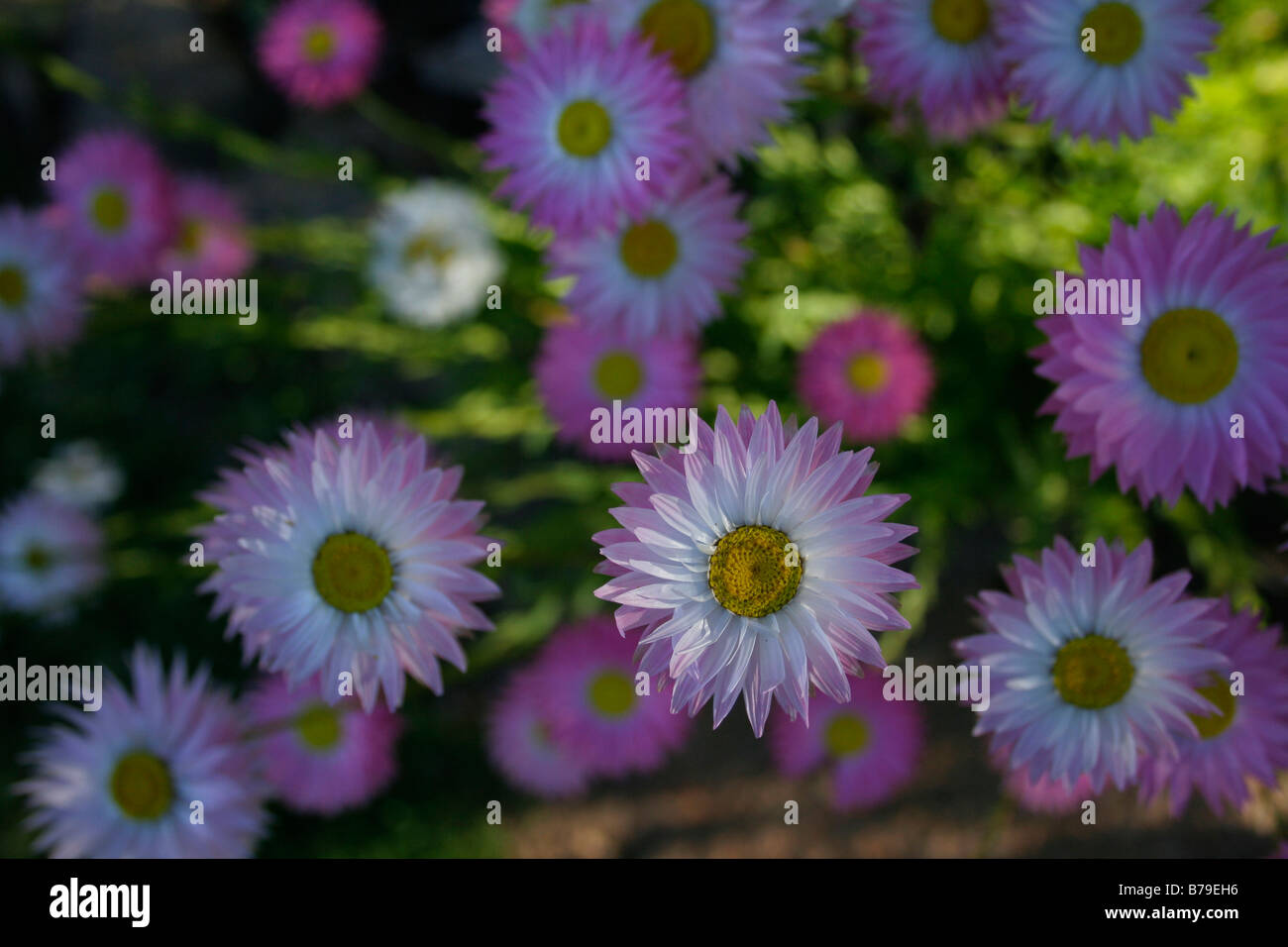 Everlasting daisy flowers hi-res stock photography and images - Alamy