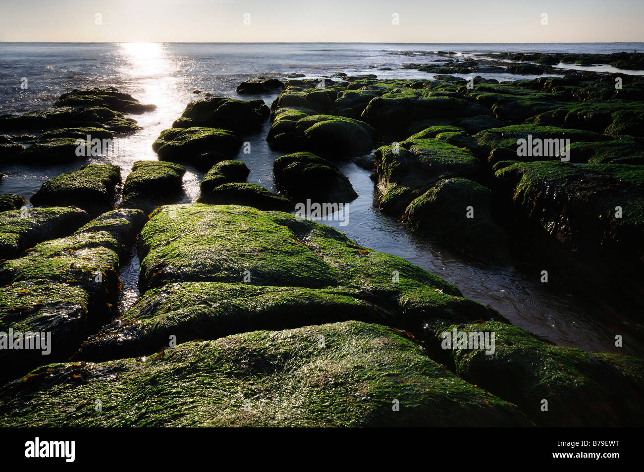 Rock pools exmouth beach devon hi-res stock photography and images - Alamy